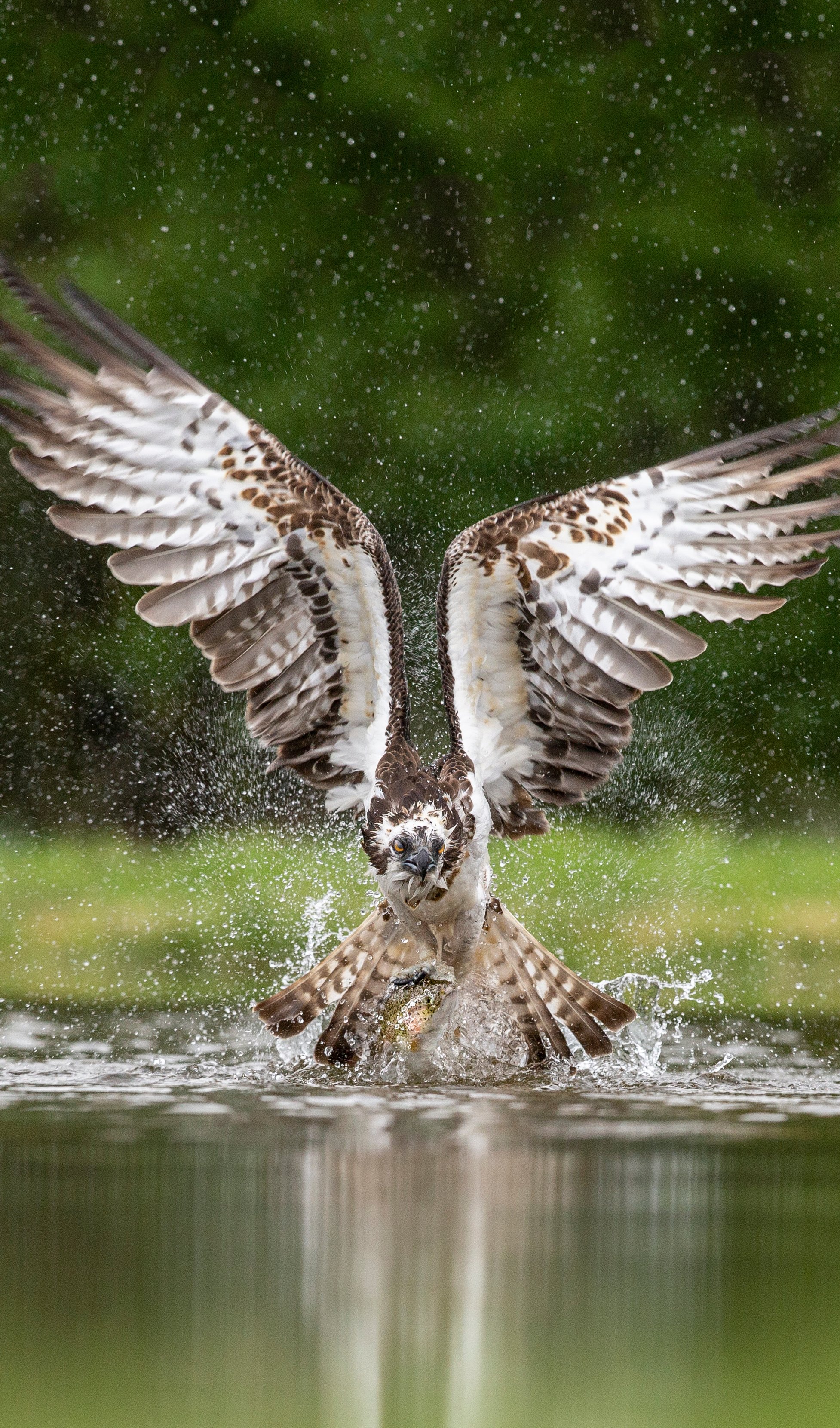 Ready to see ospreys LIVE?! – WWF