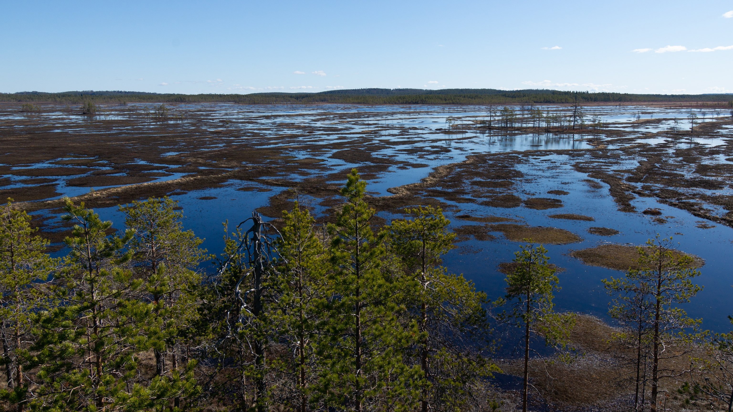Näkökulma: Suot pitävät huolta vesistöistämme – WWF Suomi