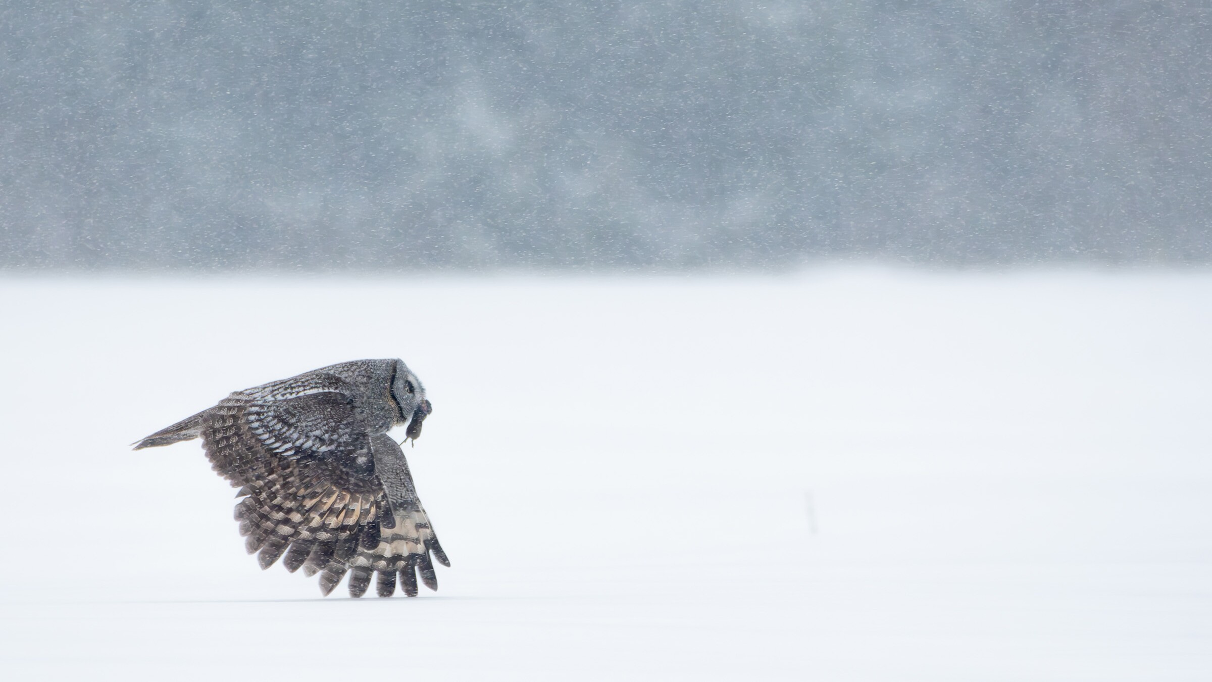 Uteliaat naalinpoikaset, kotikonnuilleen palannut järvilohi ja pinnan ...