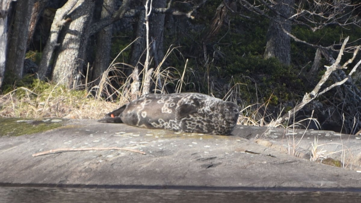 Tutustu norppaan Teemu – WWF Suomi