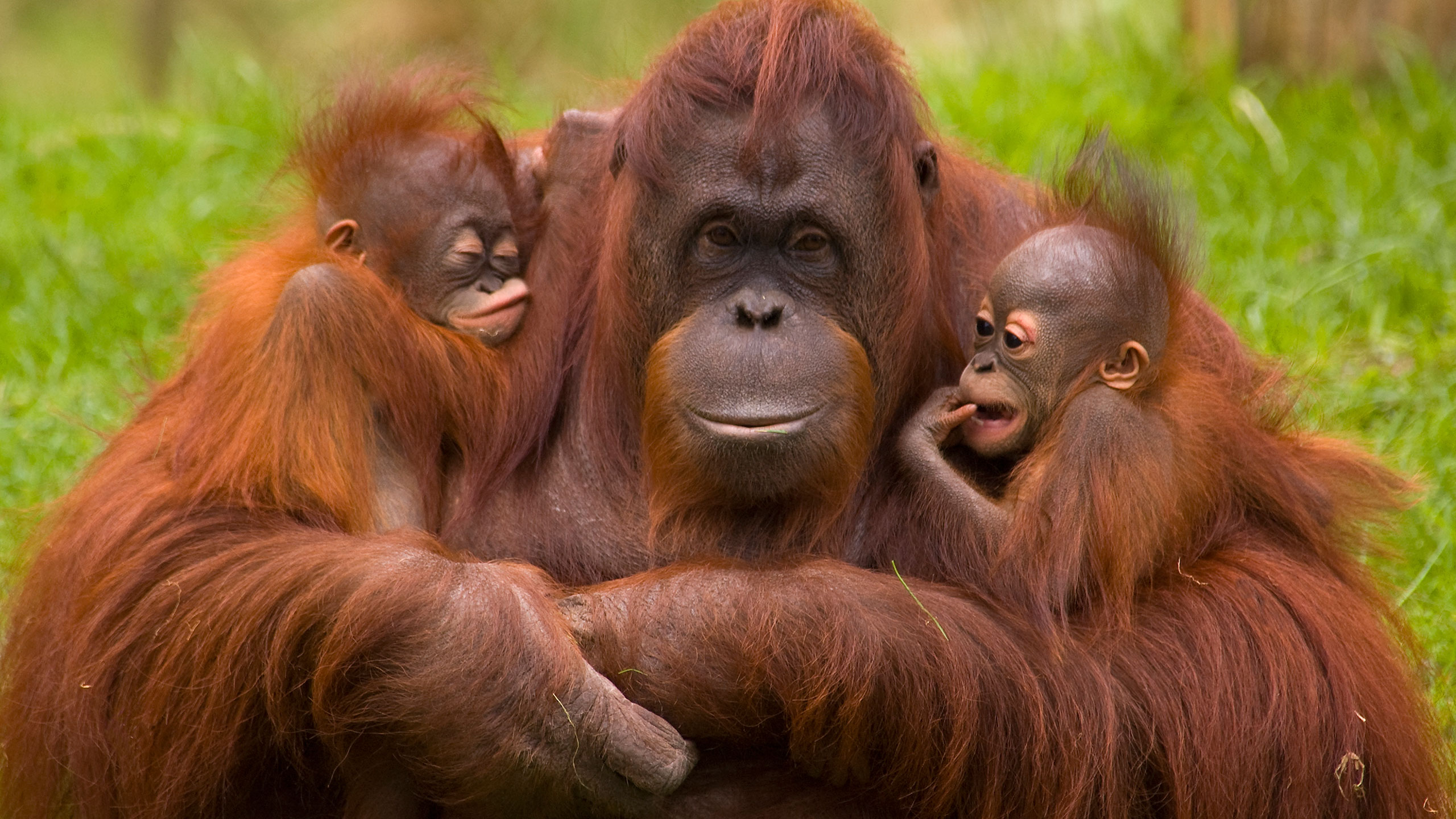 Oranki - WWF